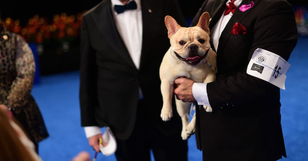 PETA blasts 'shameful' National Dog Show whose best-in-show winner is ...