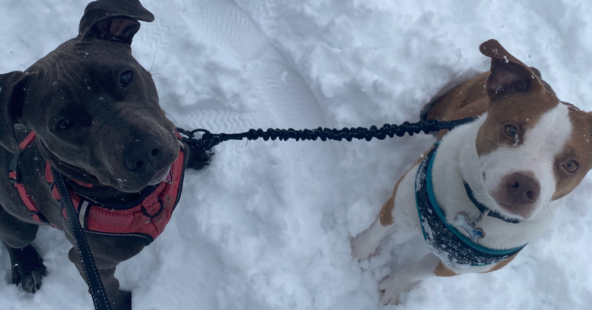 Winter weather myths debunked to keep your pet safe | FOX 13 Seattle