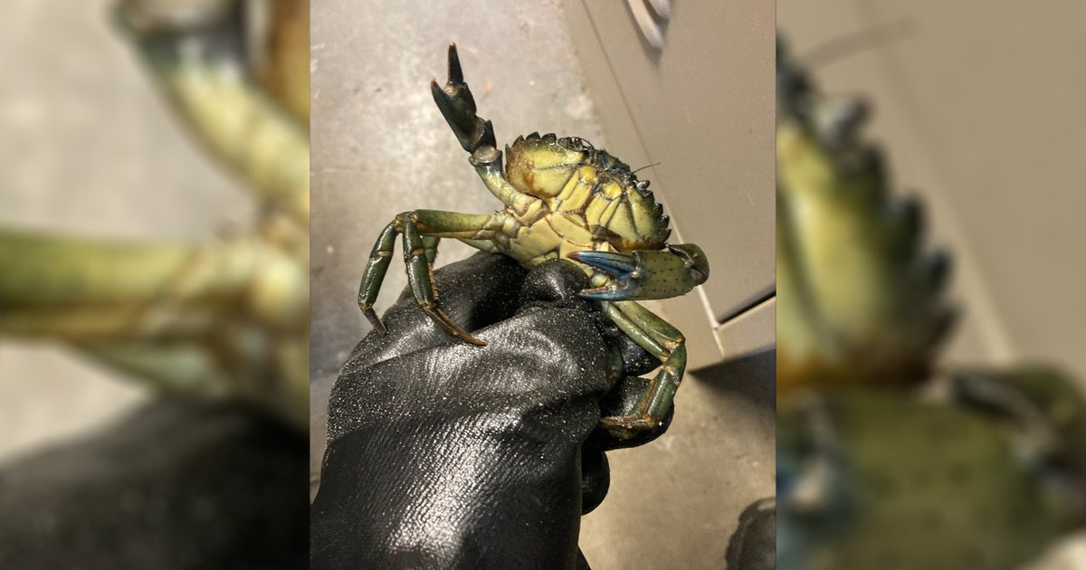 WDFW: 30 pounds of invasive green crab confiscated from Seattle seafood ...