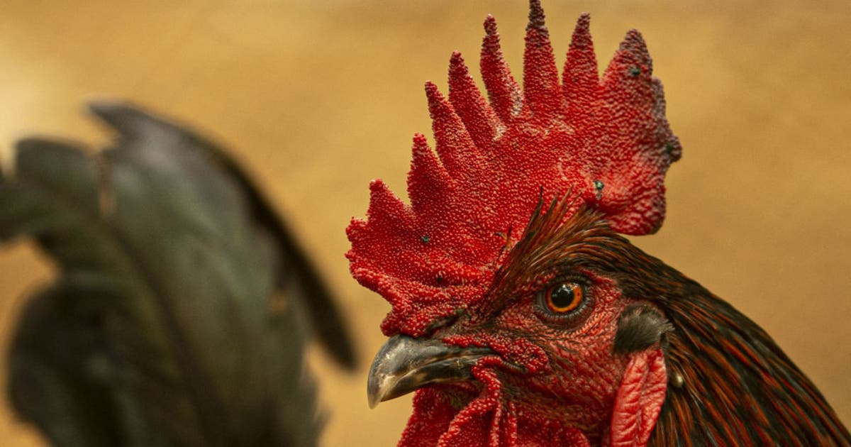 Yakima Sheriff defends rooster kill amid outcry | FOX 13 Seattle