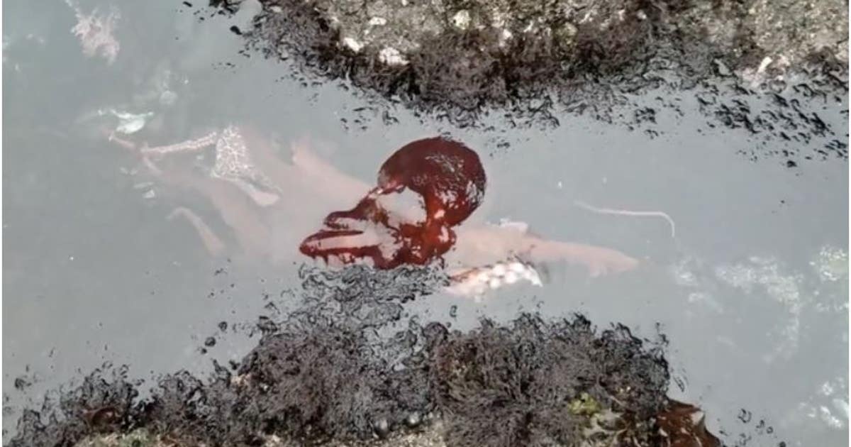 Watch: Rarely-seen giant Pacific octopus spotted swimming in Oregon ...