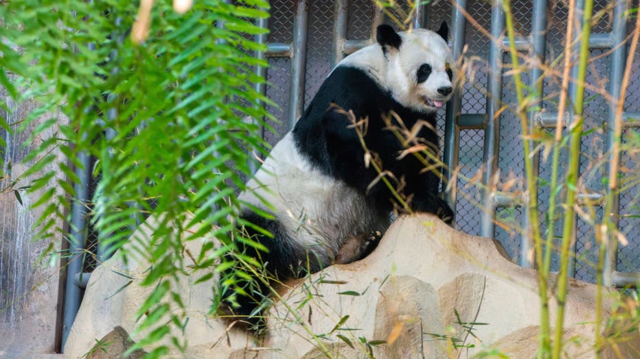 Panda on loan from China dies suddenly at Thailand zoo | FOX 13 Seattle