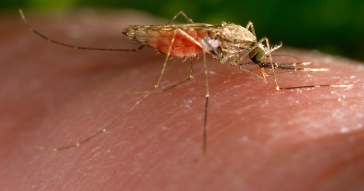 West Nile virus detected in horse in central Washington | FOX 13 Seattle