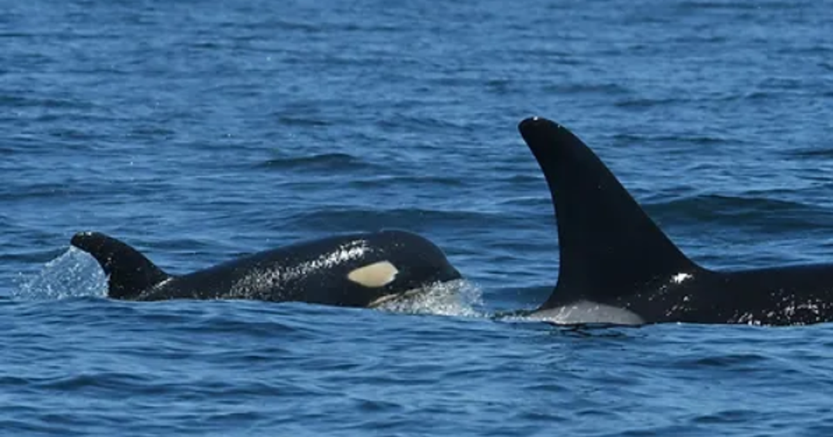 Not one, but two orca calves return with endangered Southern Residents ...