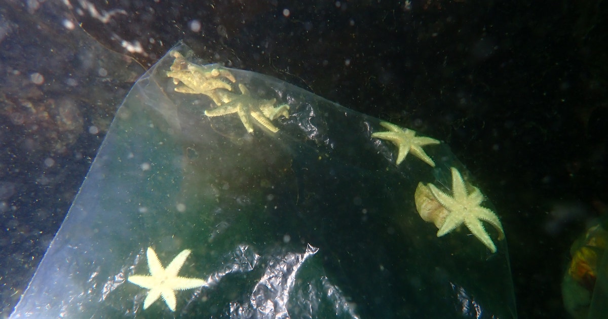 Sea Critter Rescue: Divers save thousands of creatures from certain ...