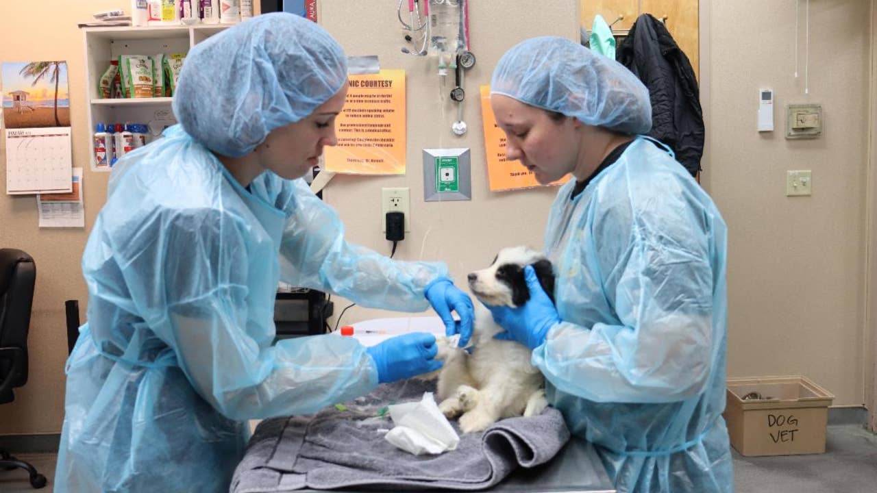 Puppies abandoned in wet box, 1 found dead & 5 others require critical ...