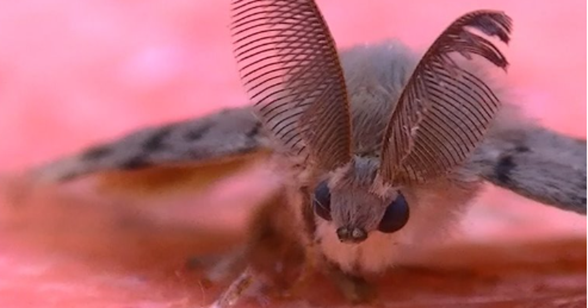 WA Department of Agriculture proposes eradication of invasive moth ...