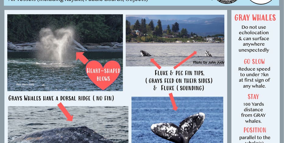 gray whales migration pattern