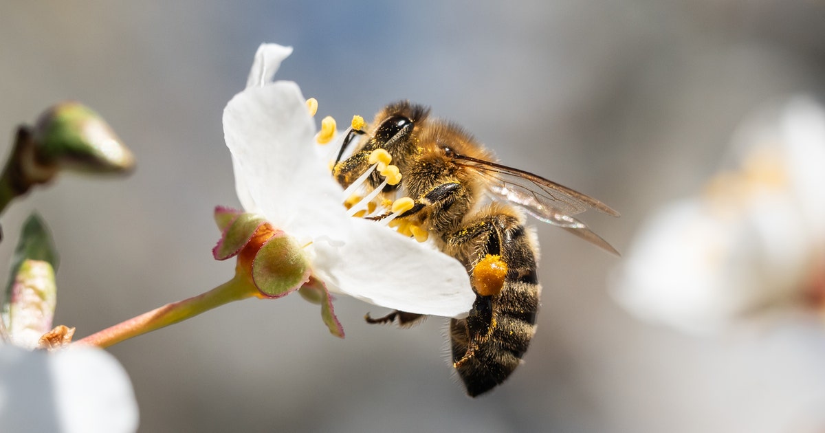 New, rare bees found in WA for statewide project | FOX 13 Seattle