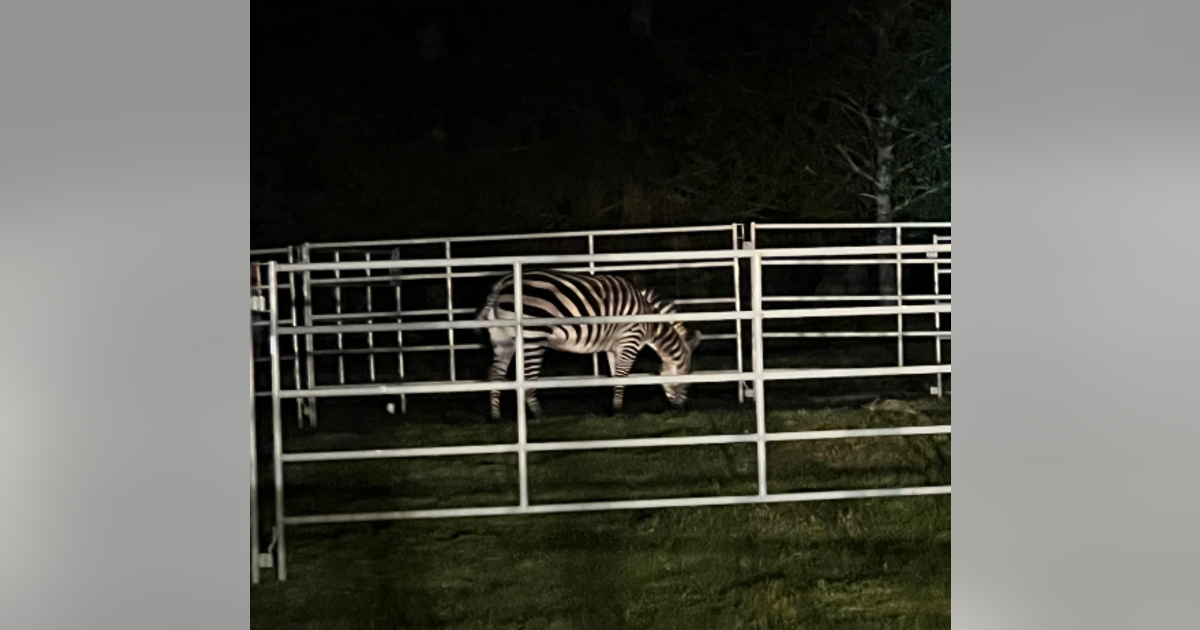 Wranglers, residents help corral 4th and final missing zebra | FOX 13 ...