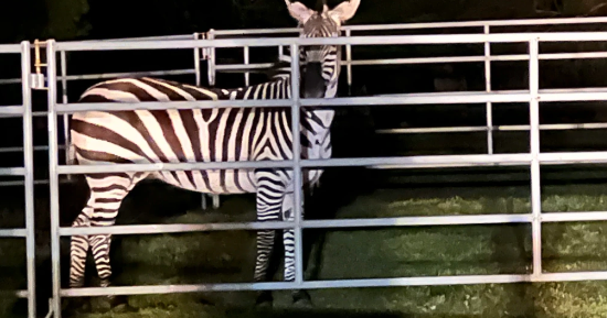 Missing zebra in North Bend, WA finally found, captured | FOX 13 Seattle