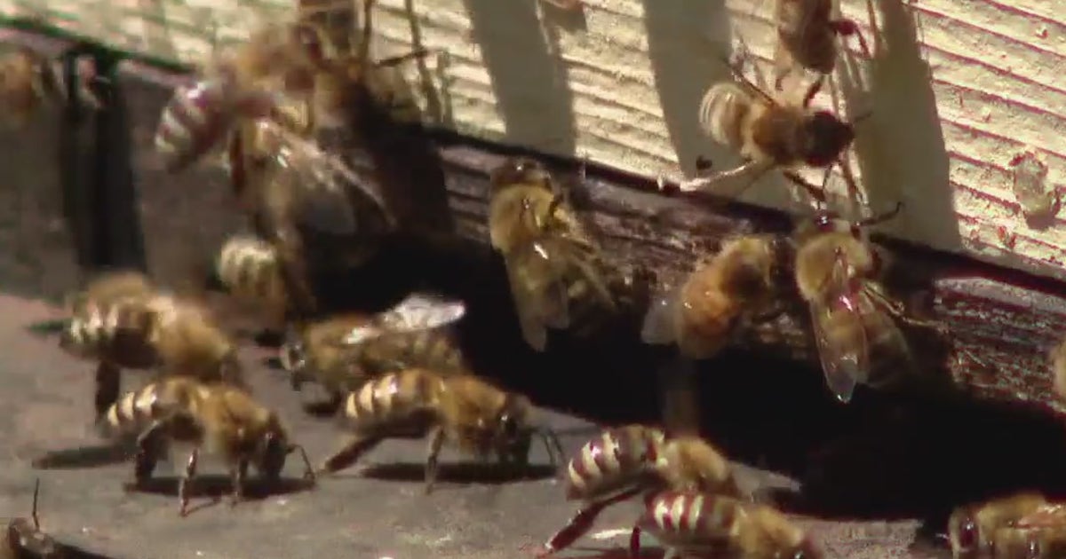 The ongoing battle for Washington’s honeybee keepers | FOX 13 Seattle