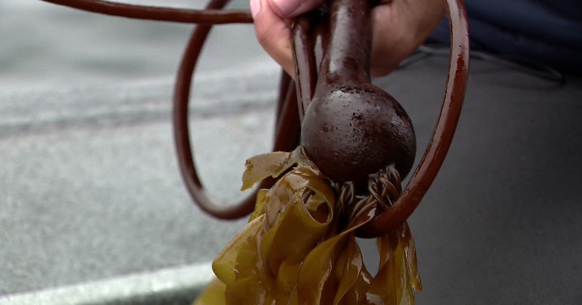 The fight to save Puget Sound’s vanishing underwater forests | FOX 13 ...