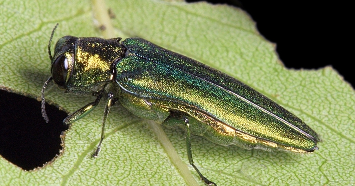 Invasive, destructive beetles spotted in Pacific Northwest | FOX 13 Seattle