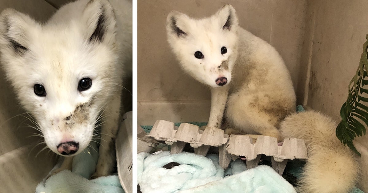 PHOTOS: Arctic fox spotted and rescued in Oregon | FOX 13 Seattle