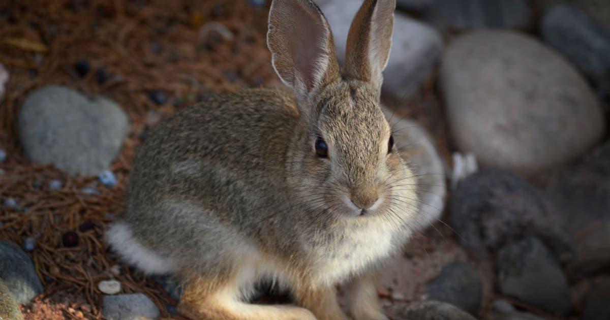 Contagious rabbit disease RHDV2 detected in WA | FOX 13 Seattle