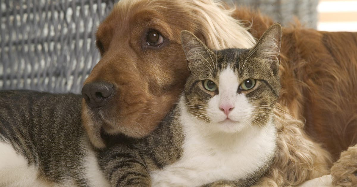 Rover’s 2024 top pet names reveal pop culture favorites | FOX 13 Seattle