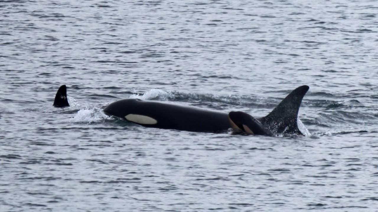 Spotted: Orca Tahlequah pushing second dead calf | FOX 7 Austin