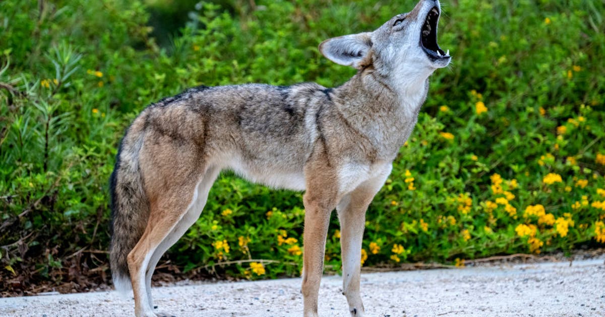 2 recent coyote attacks in Bellevue area | FOX 13 Seattle
