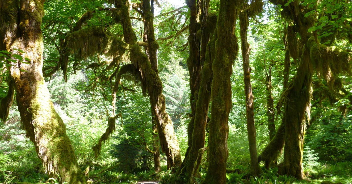 Hoh Rain Forest reopened after heavy rain shutdown | FOX 13 Seattle