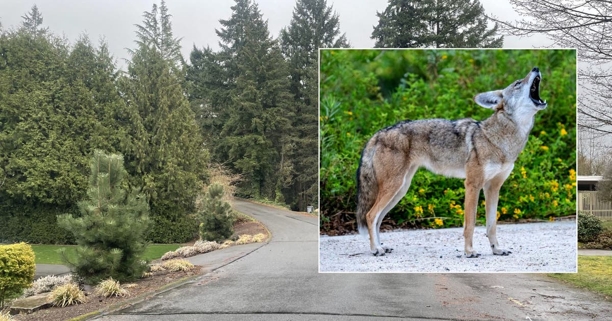Bellevue parents concerned after coyote attacks | FOX 13 Seattle