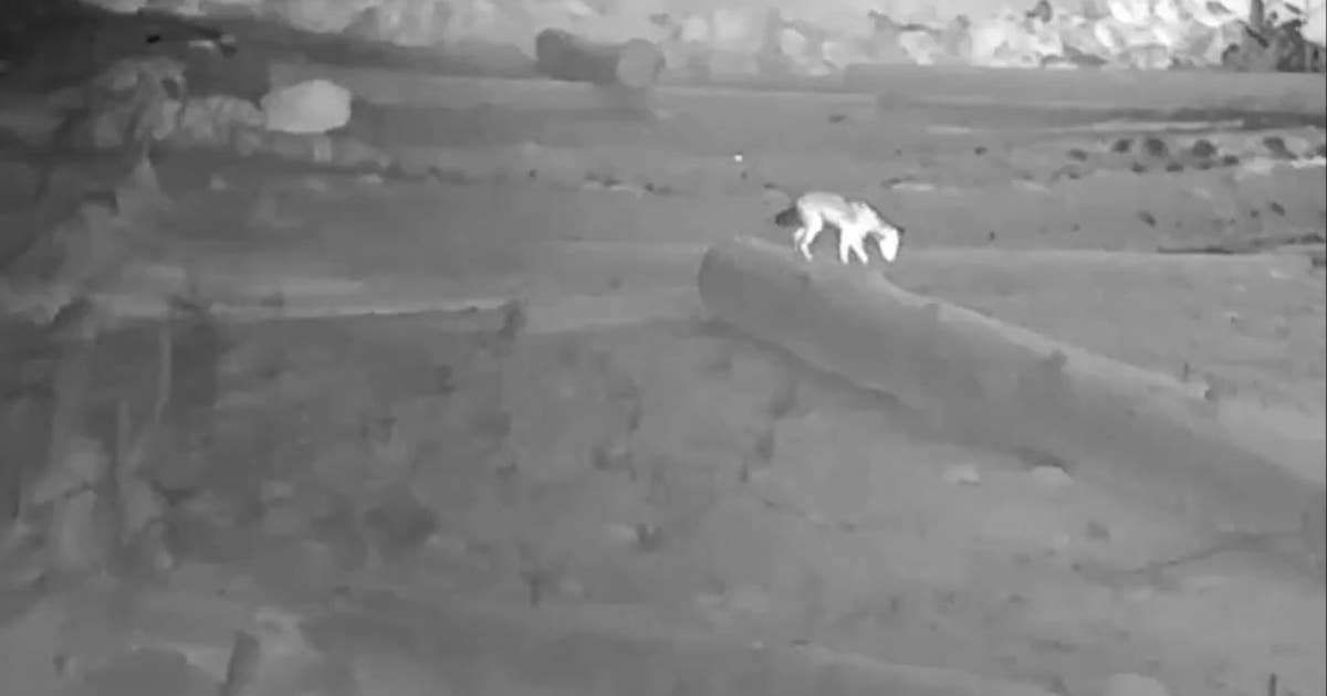 Brave mouse 'boops' coyote hunting for dinner | FOX 13 Seattle