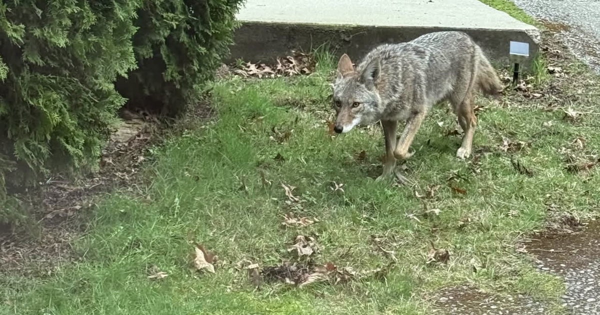 Dozens of coyote sightings in West Seattle | FOX 13 Seattle