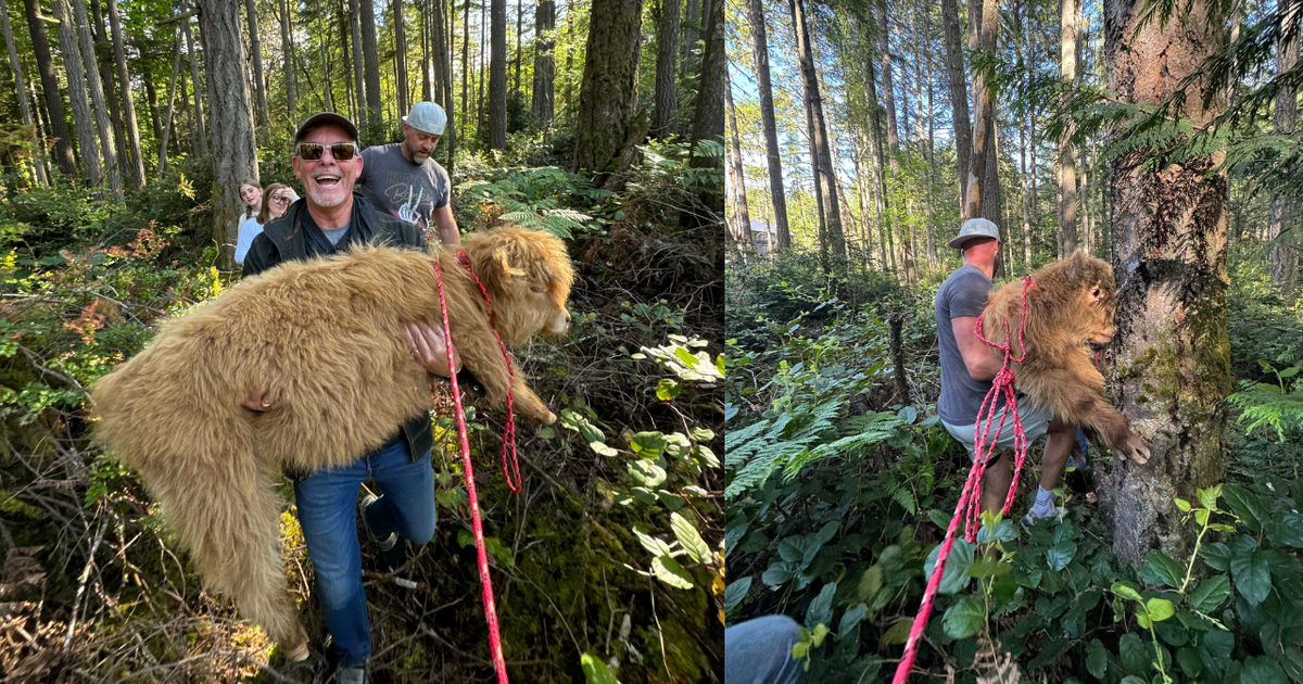 Missing mini Highland calf in Gig Harbor found | FOX 13 Seattle
