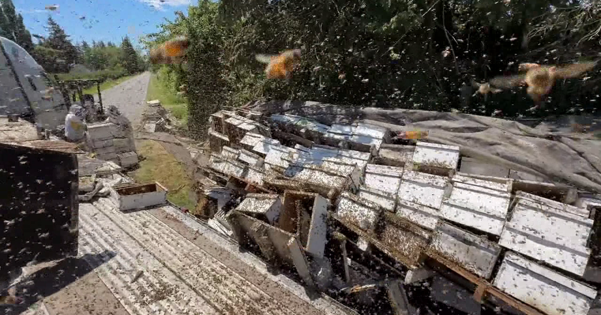 Beekeepers work to save millions of bees after crash | FOX 13 Seattle