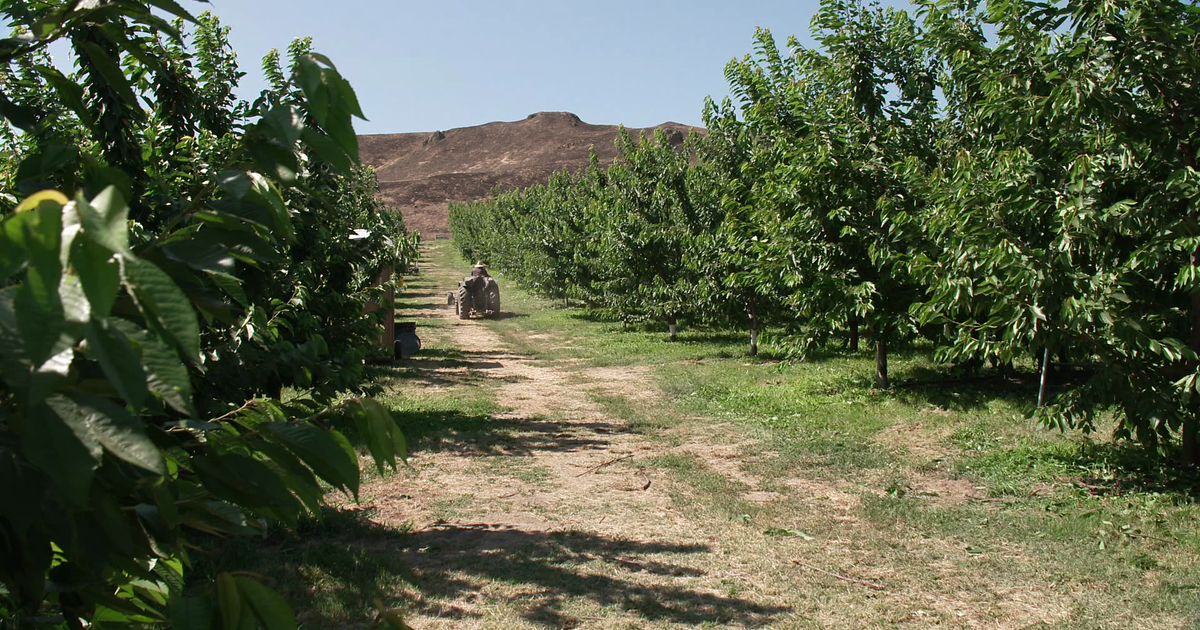 WA cherry harvest lags over fears of ICE raids | FOX 13 Seattle