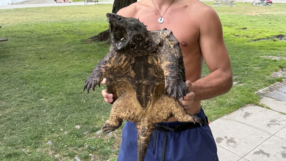 Alligator snapping turtle found in Lake Washington | FOX 13 Seattle