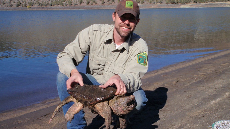 Alligator snapping turtle found in Lake Washington | FOX 13 Seattle