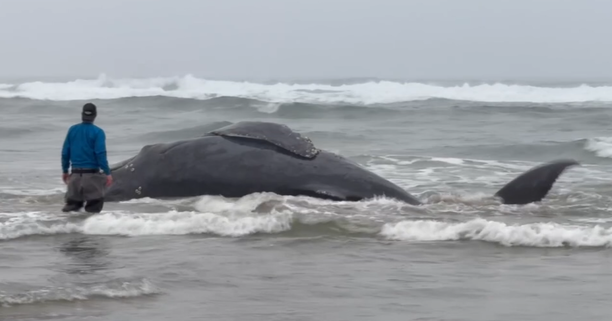 Beached humpback whale caught in fishing lines euthanized | FOX 13 Seattle