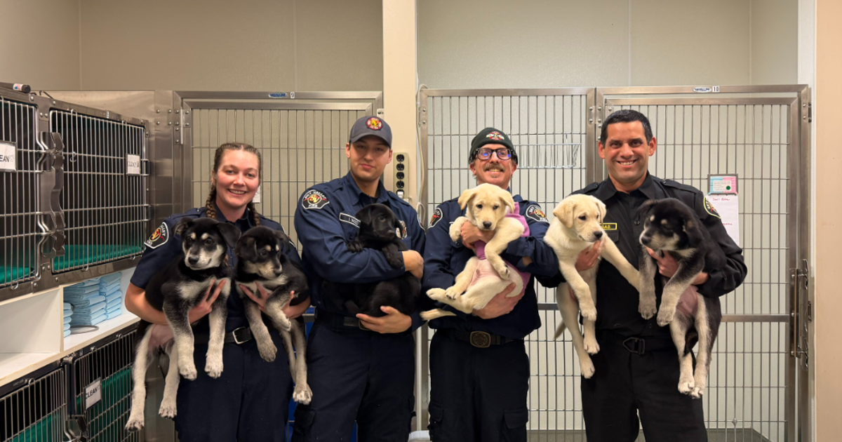 Puppies revived after possible fentanyl exposure in WA | FOX 13 Seattle