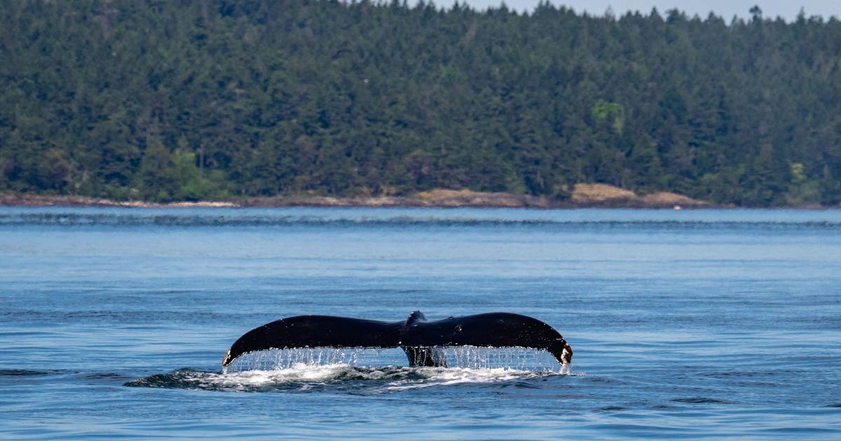 Iconic humpback whale returns to Washington waters | FOX 13 Seattle