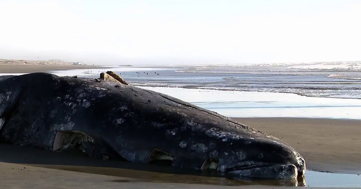 Gray whale deaths hit 23 after latest Olympic Coast discovery | FOX 13 ...
