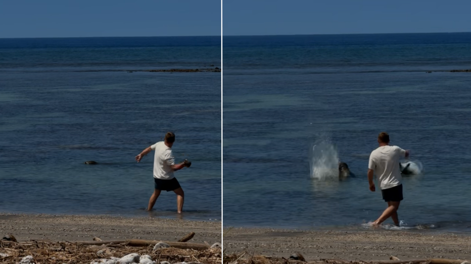 Seattle man investigated for throwing rock at seal in Hawaii | FOX 13 ...