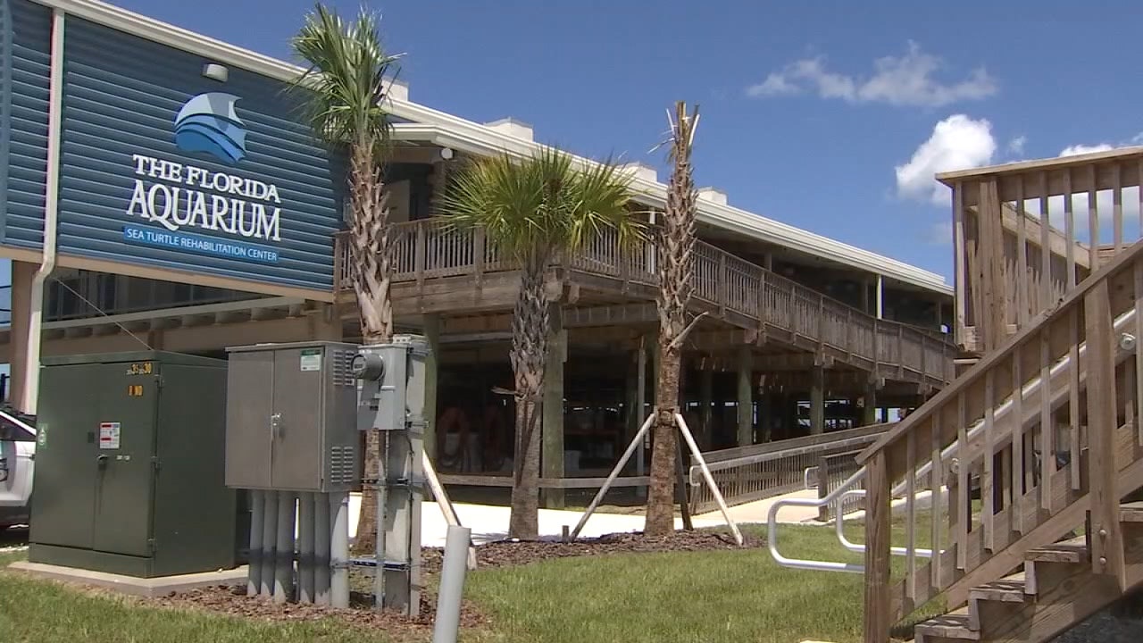 Coral breeding breakthrough at Florida Aquarium | FOX 51 Gainesville