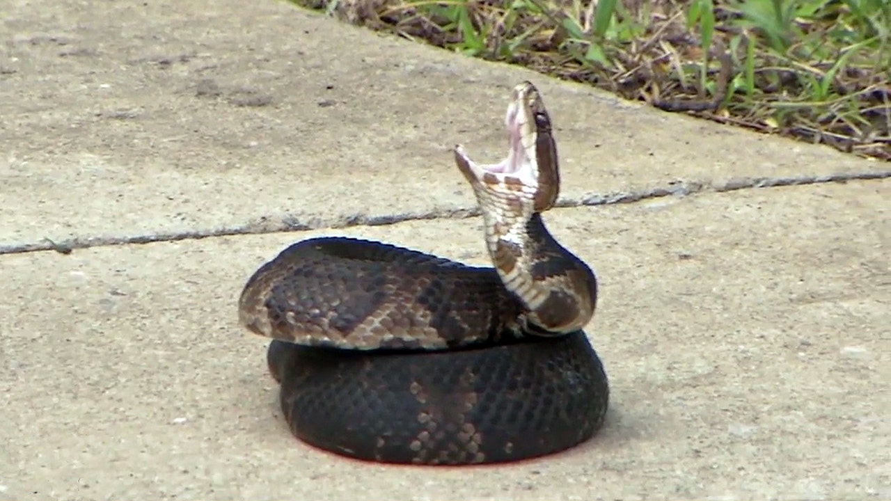 Spring rain drives out venomous snakes | FOX 51 Gainesville