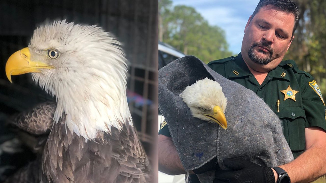 Florida deputies save bald eagle hit by car | FOX 51 Gainesville