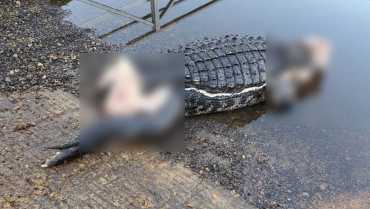 Mutilated alligator missing head, tail found in Florida | FOX 51 ...