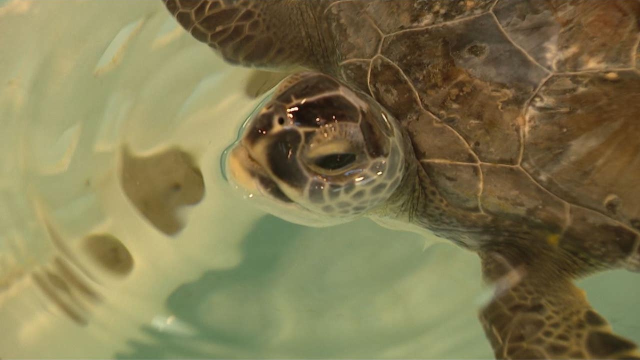 Cold weather keeps sea turtle rescue groups busy | FOX 51 Gainesville