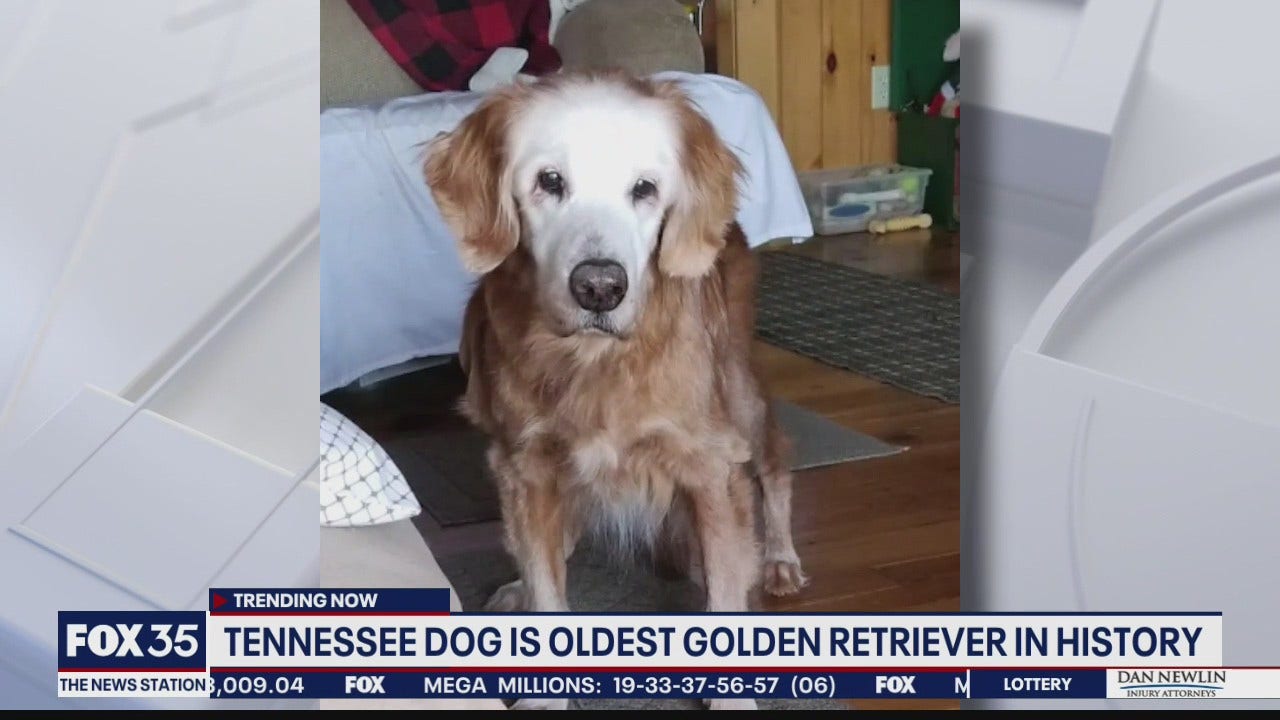 Oldest known golden retriever in the breed's history