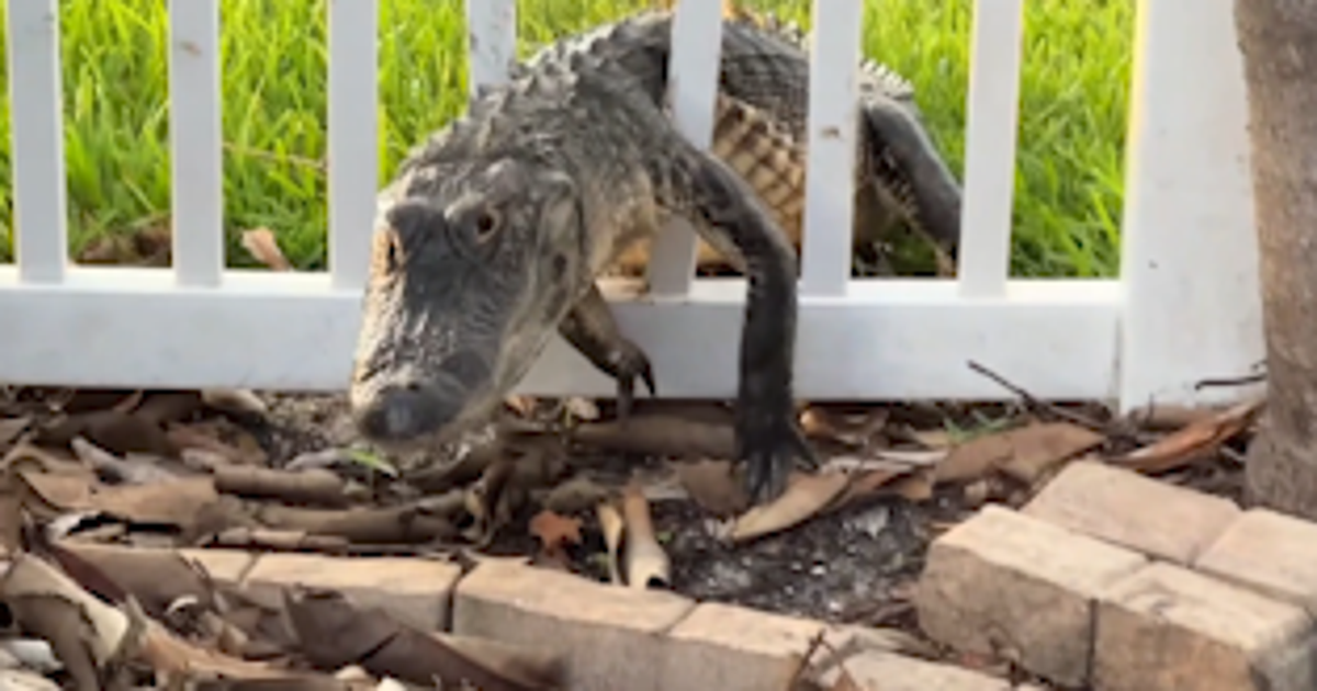 6-foot alligator breaks through fence to build nest in Cocoa Beach man ...